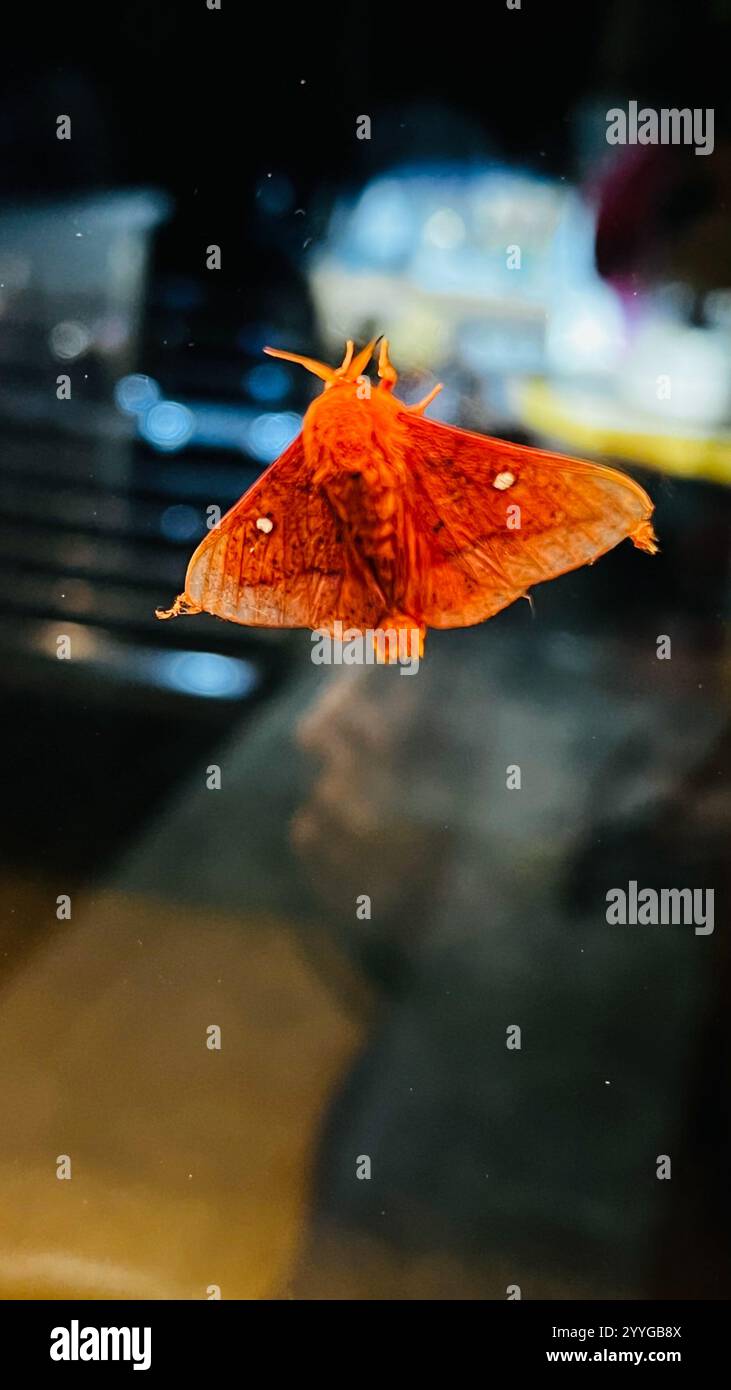Spiny Oakworm Moth (Anisota stigma Stock Photo - Alamy