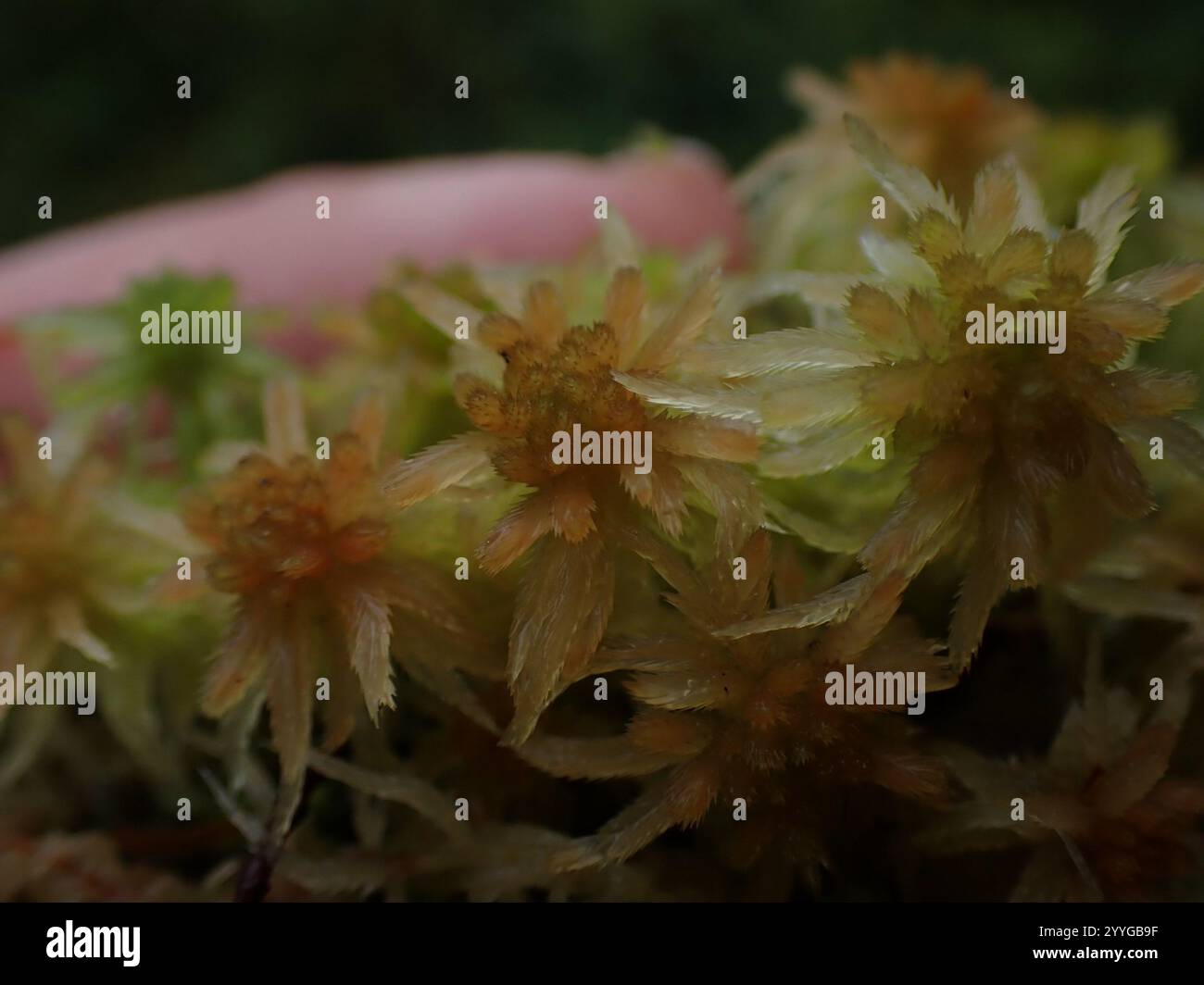 Pacific Peatmoss (Sphagnum pacificum Stock Photo - Alamy