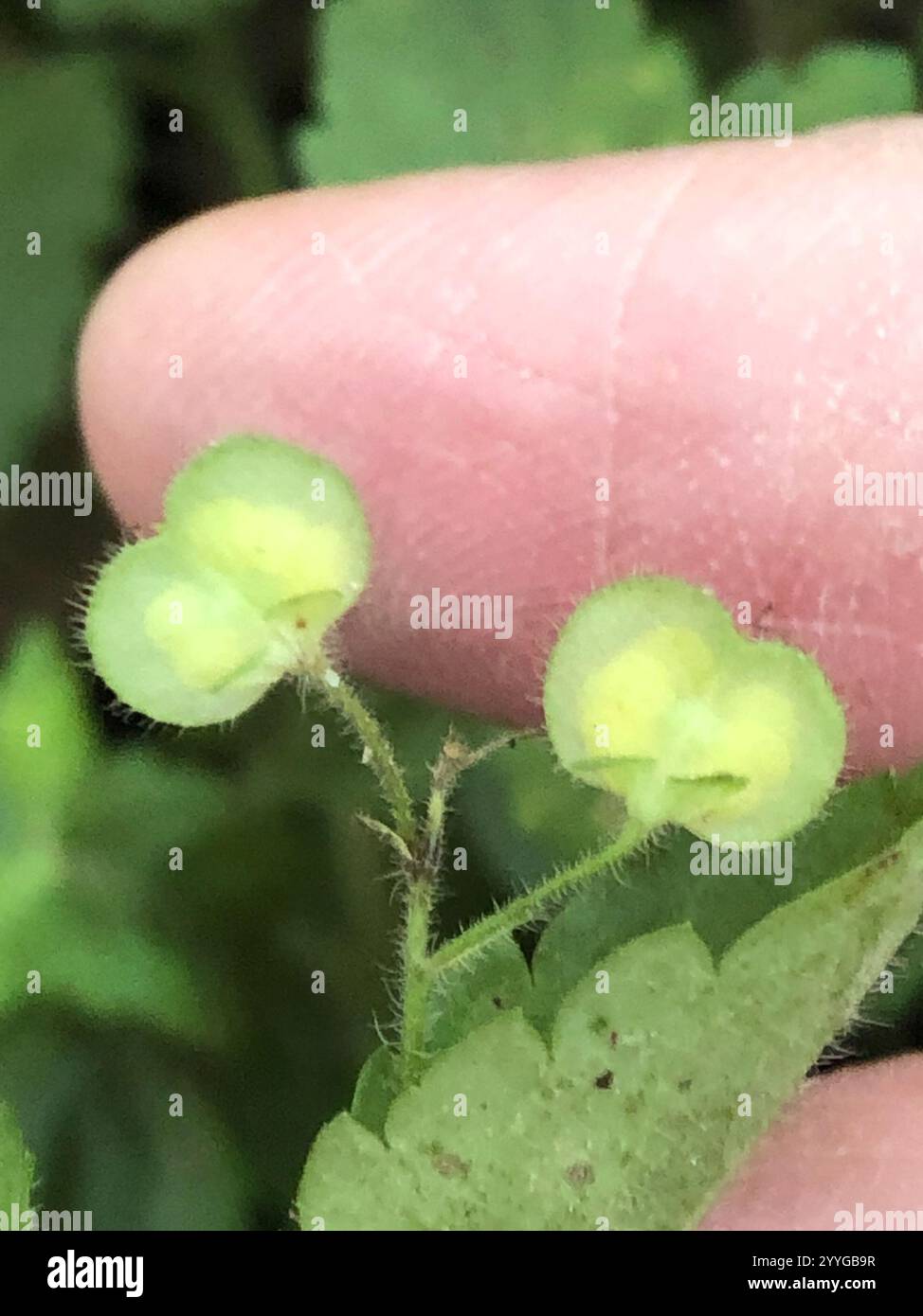 Wood Speedwell (Veronica montana Stock Photo - Alamy