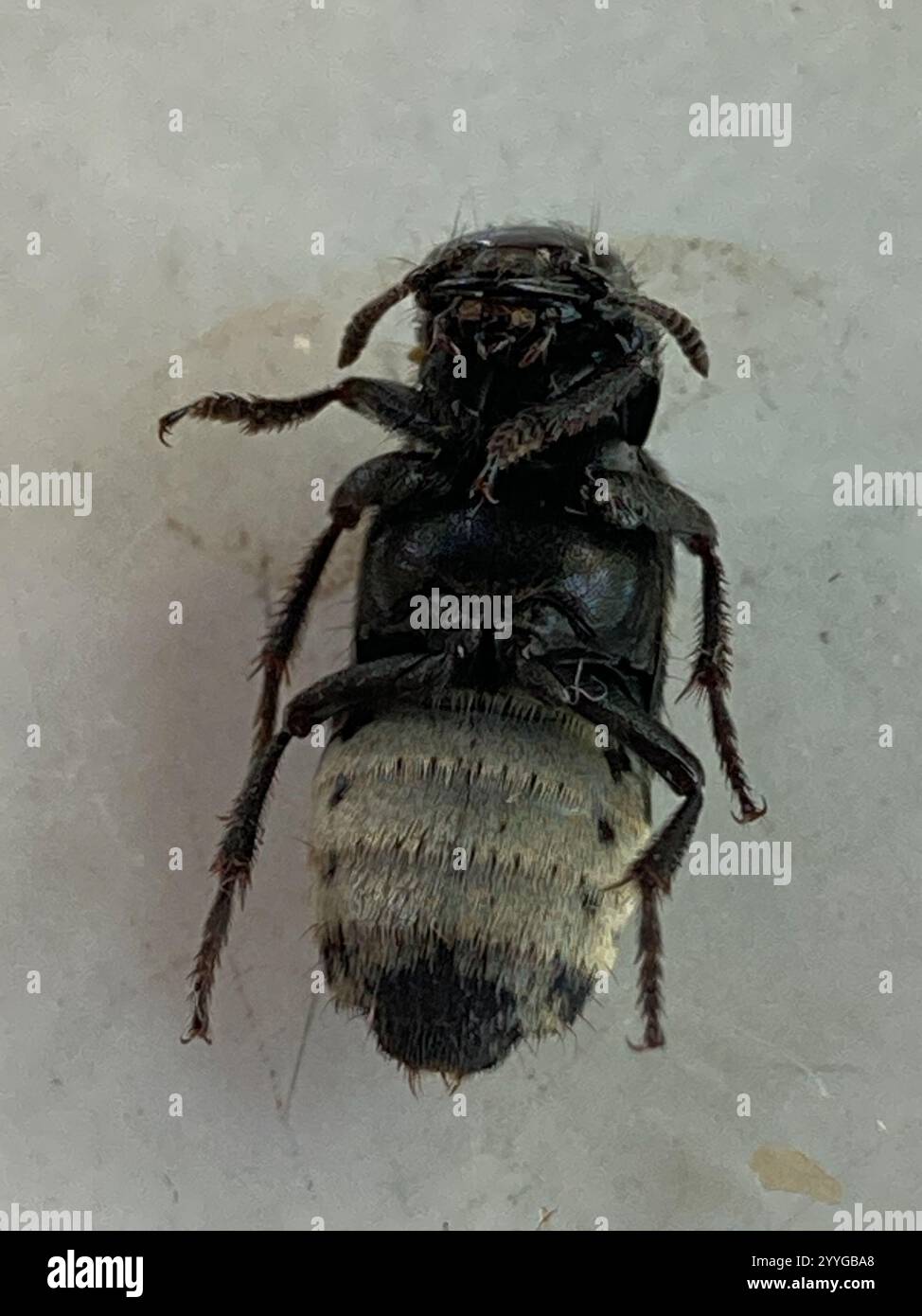 hairy rove beetle (Creophilus maxillosus Stock Photo - Alamy