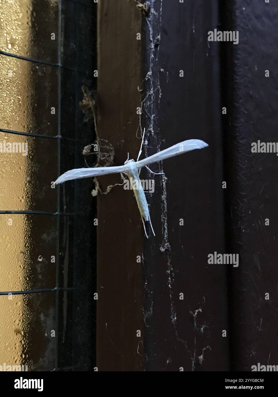 Plain Plume Moth (Hellinsia homodactylus Stock Photo - Alamy