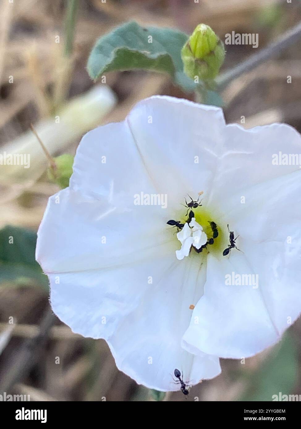 Common Trailing Ant (Monomorium minimum Stock Photo - Alamy