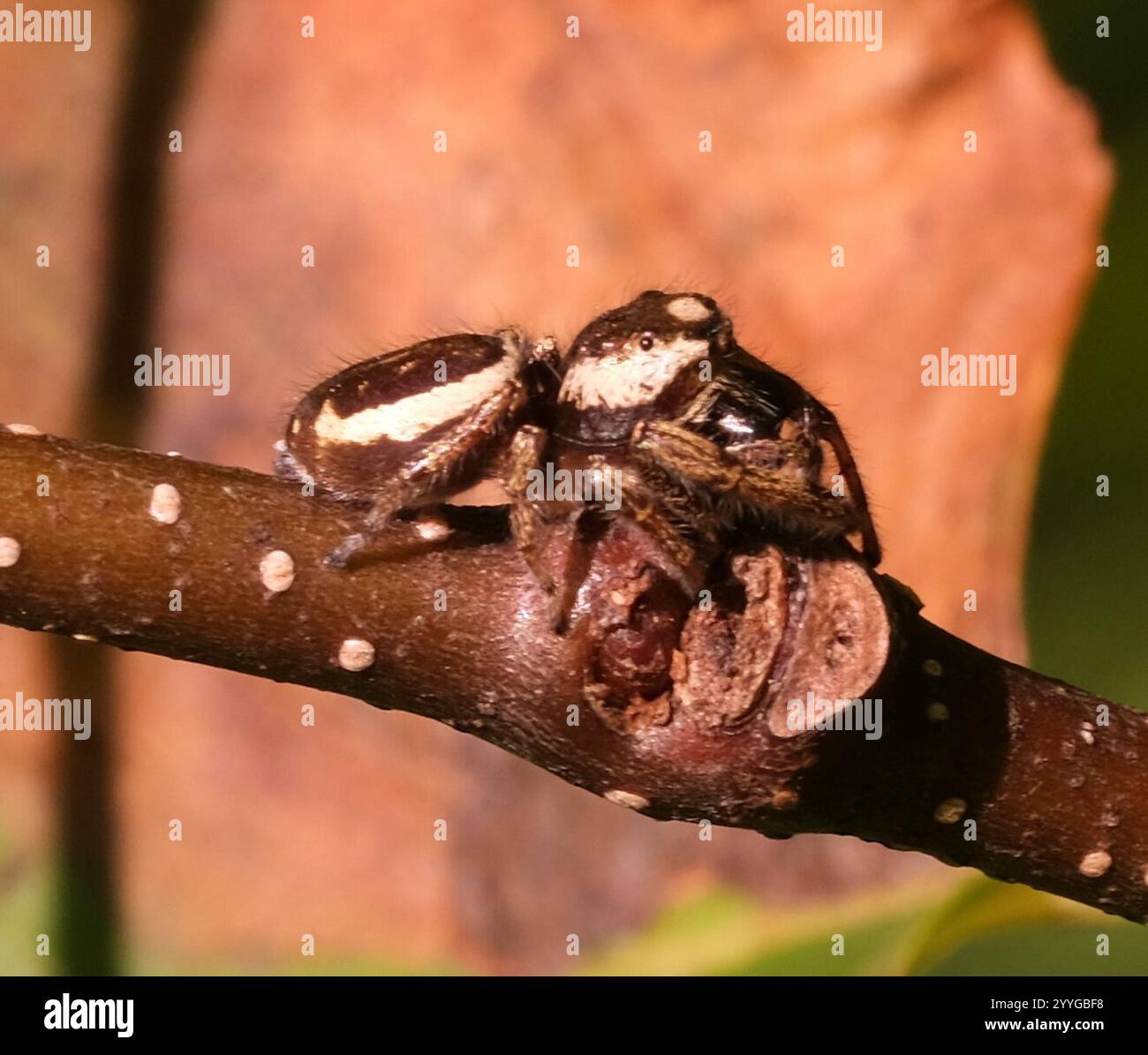 Bronze Jumping Spider (Eris militaris Stock Photo - Alamy