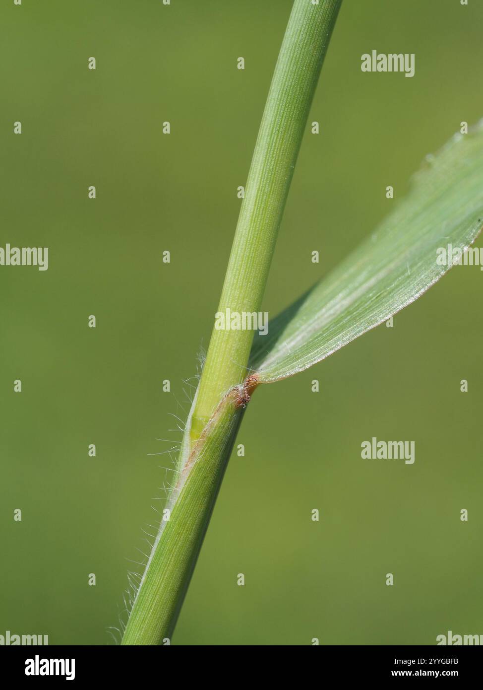 Toco grass (Ischaemum aristatum Stock Photo - Alamy