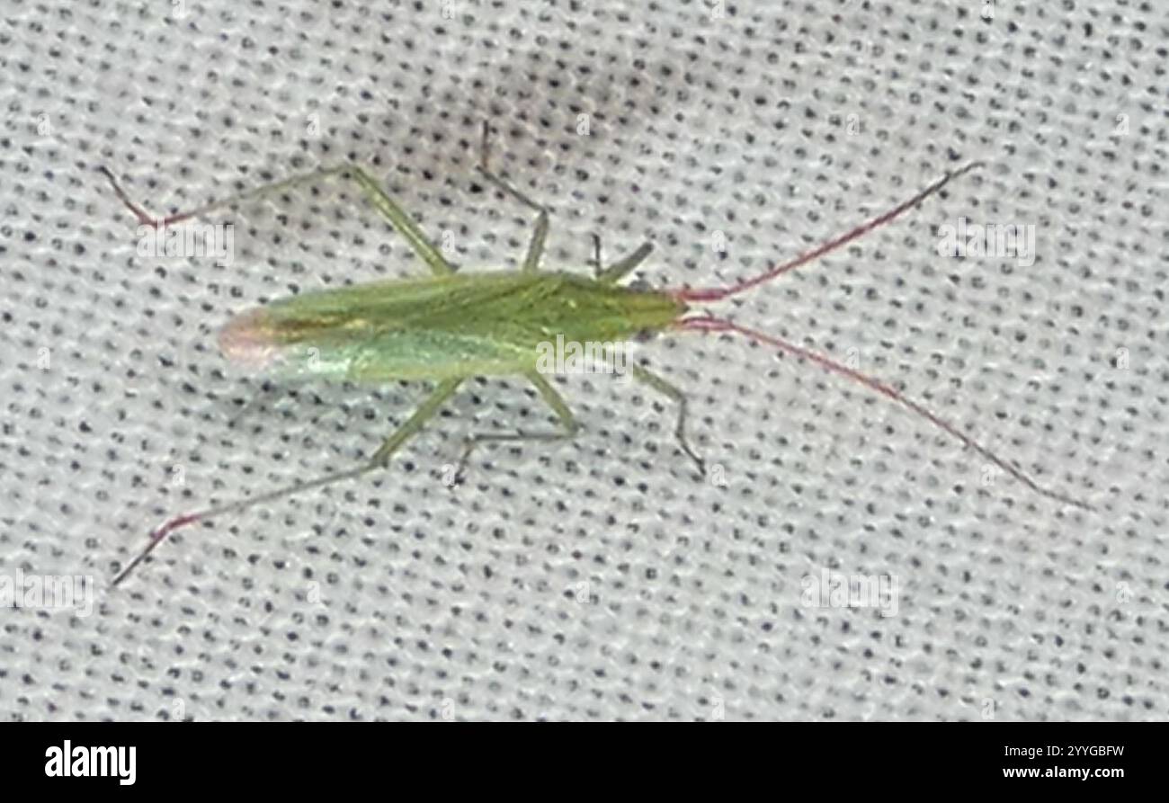 Rice Leaf Bug (Trigonotylus caelestialium Stock Photo - Alamy