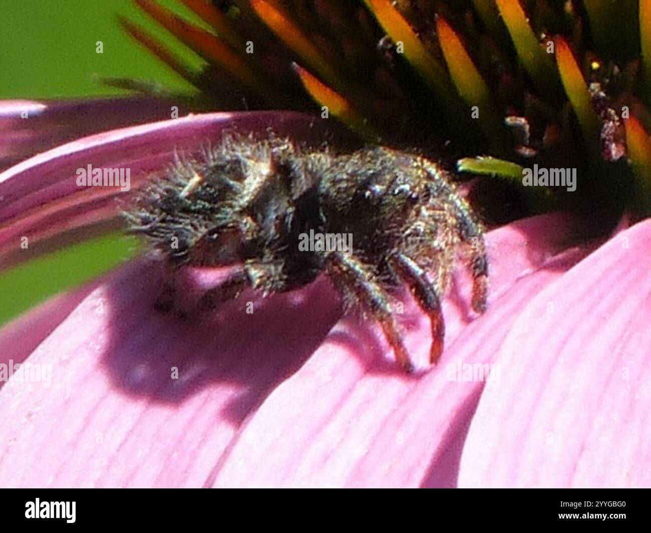 Bold Jumping Spider (Phidippus audax Stock Photo - Alamy
