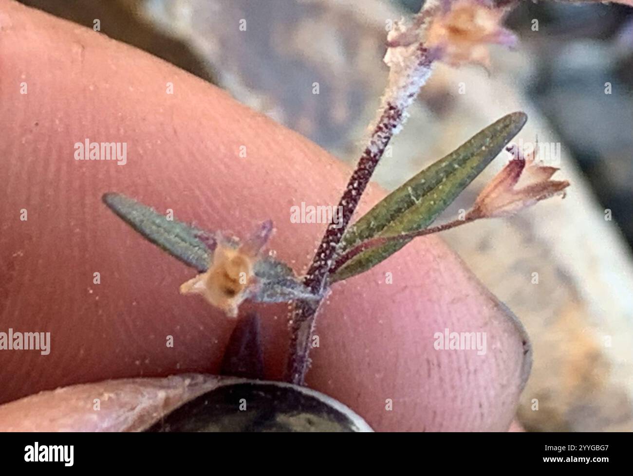 narrowleaf blue-eyed Mary (Collinsia linearis Stock Photo - Alamy