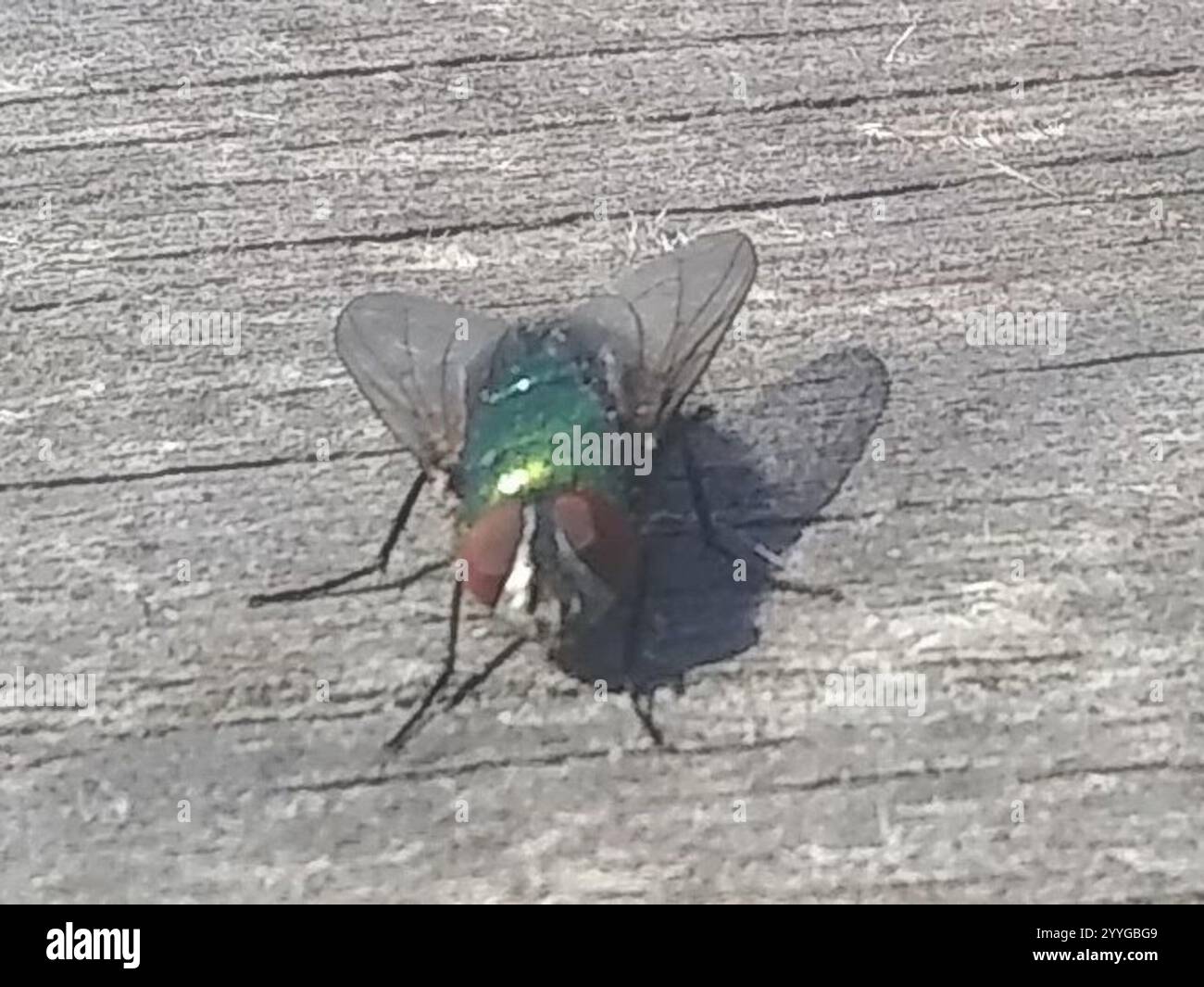 Greenbottle Flies (Lucilia Stock Photo - Alamy