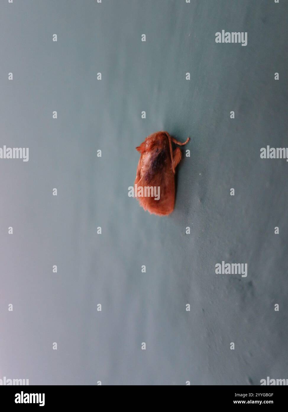 Flannel, Slug Caterpillar, Leaf Skeletonizer, and Allied Moths ...