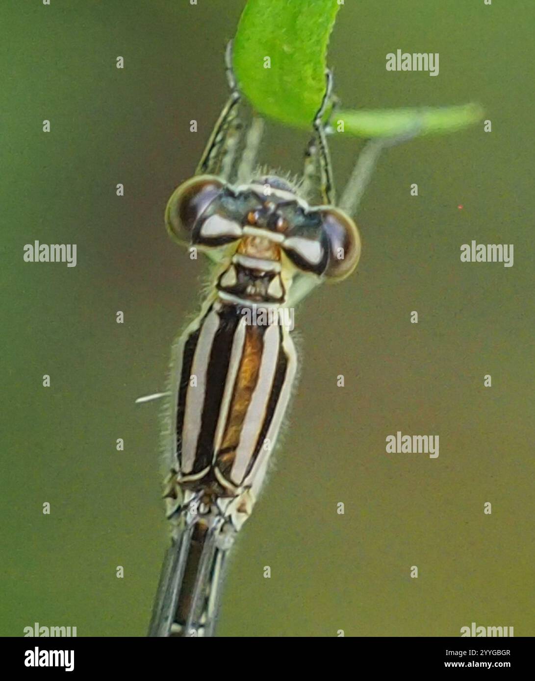 Big Bluet (Enallagma durum Stock Photo - Alamy