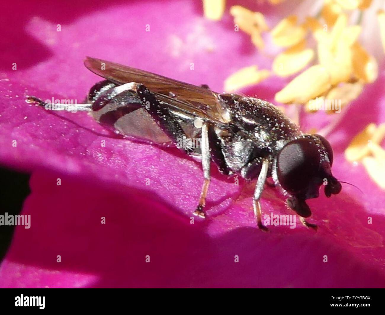 Leafwalkers and Forest Flies (Xylota Stock Photo - Alamy