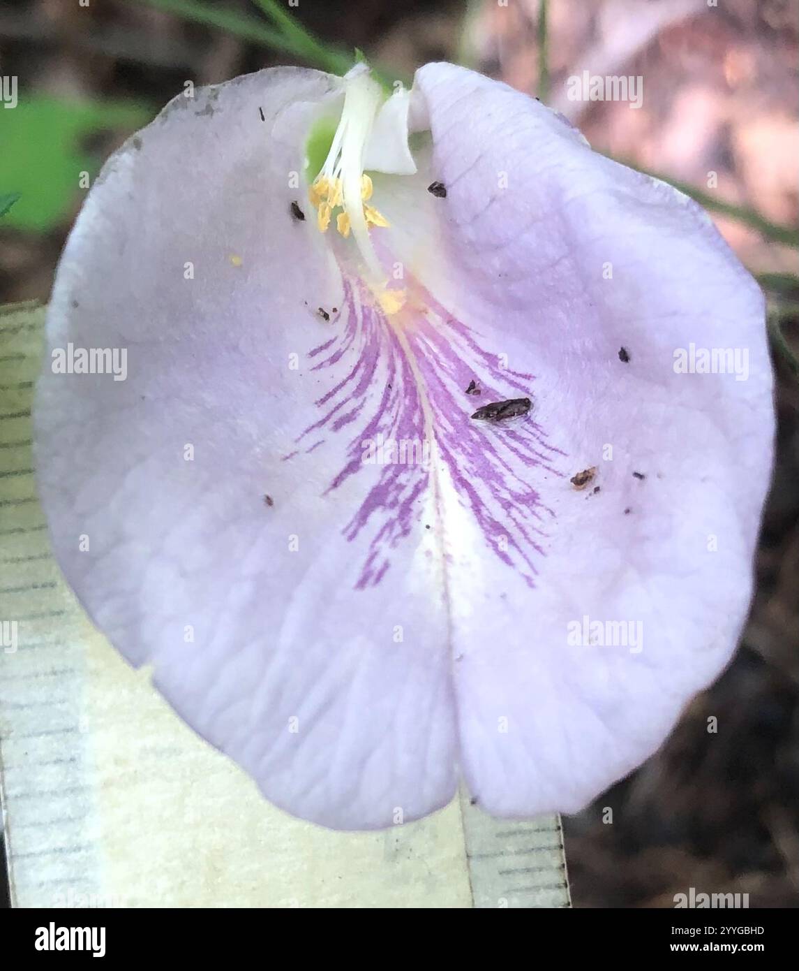 Pigeonwings (Clitoria mariana Stock Photo - Alamy