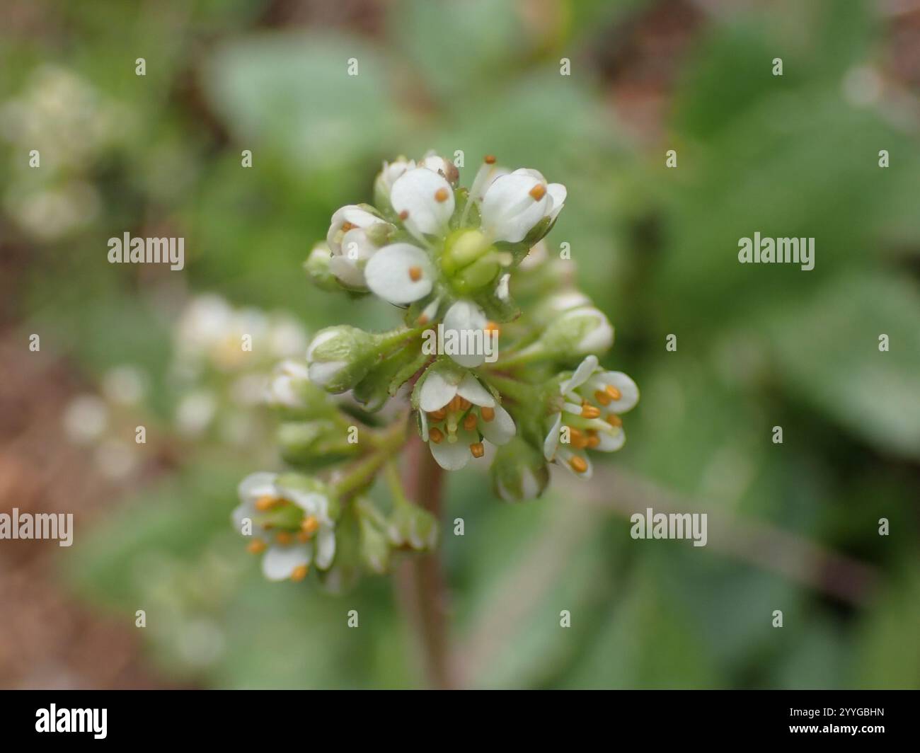 Western Saxifrage (Micranthes occidentalis Stock Photo - Alamy