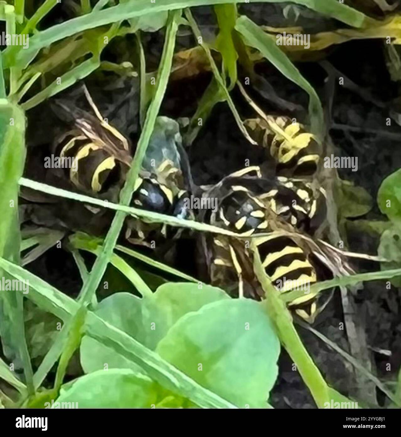Downy Yellowjacket (Vespula flavopilosa Stock Photo - Alamy