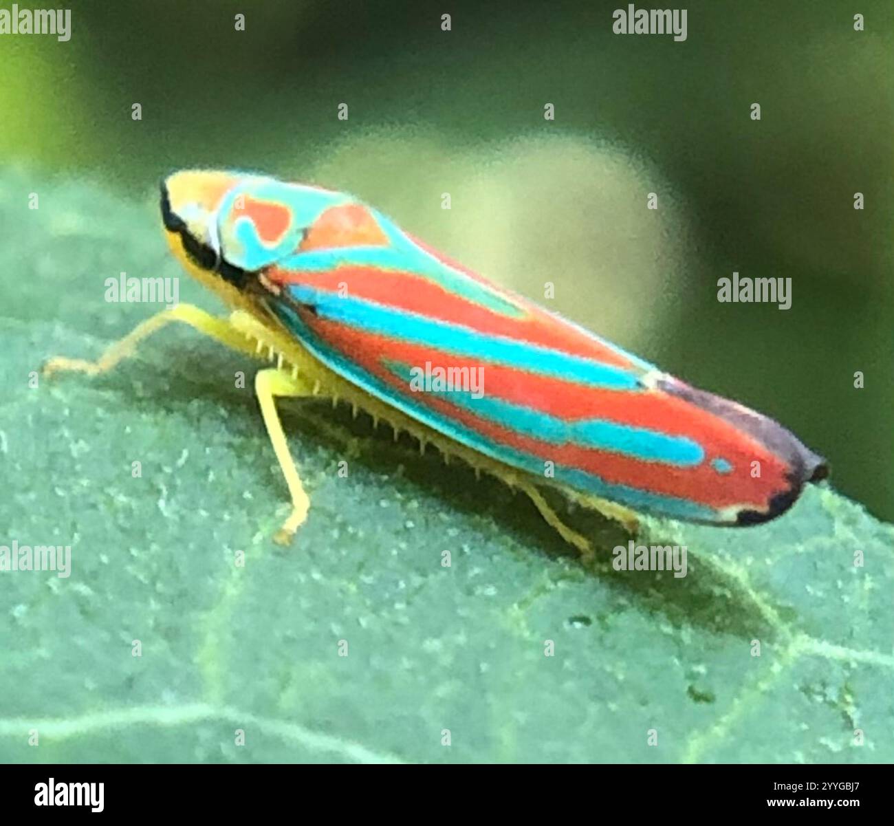 Red-banded Leafhopper (Graphocephala coccinea Stock Photo - Alamy