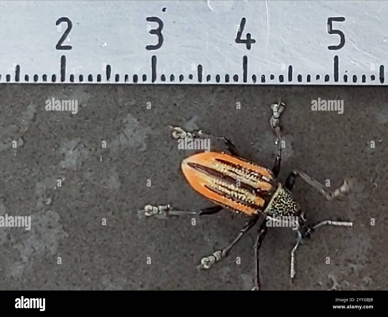 Diaprepes abbreviatus hi-res stock photography and images - Alamy