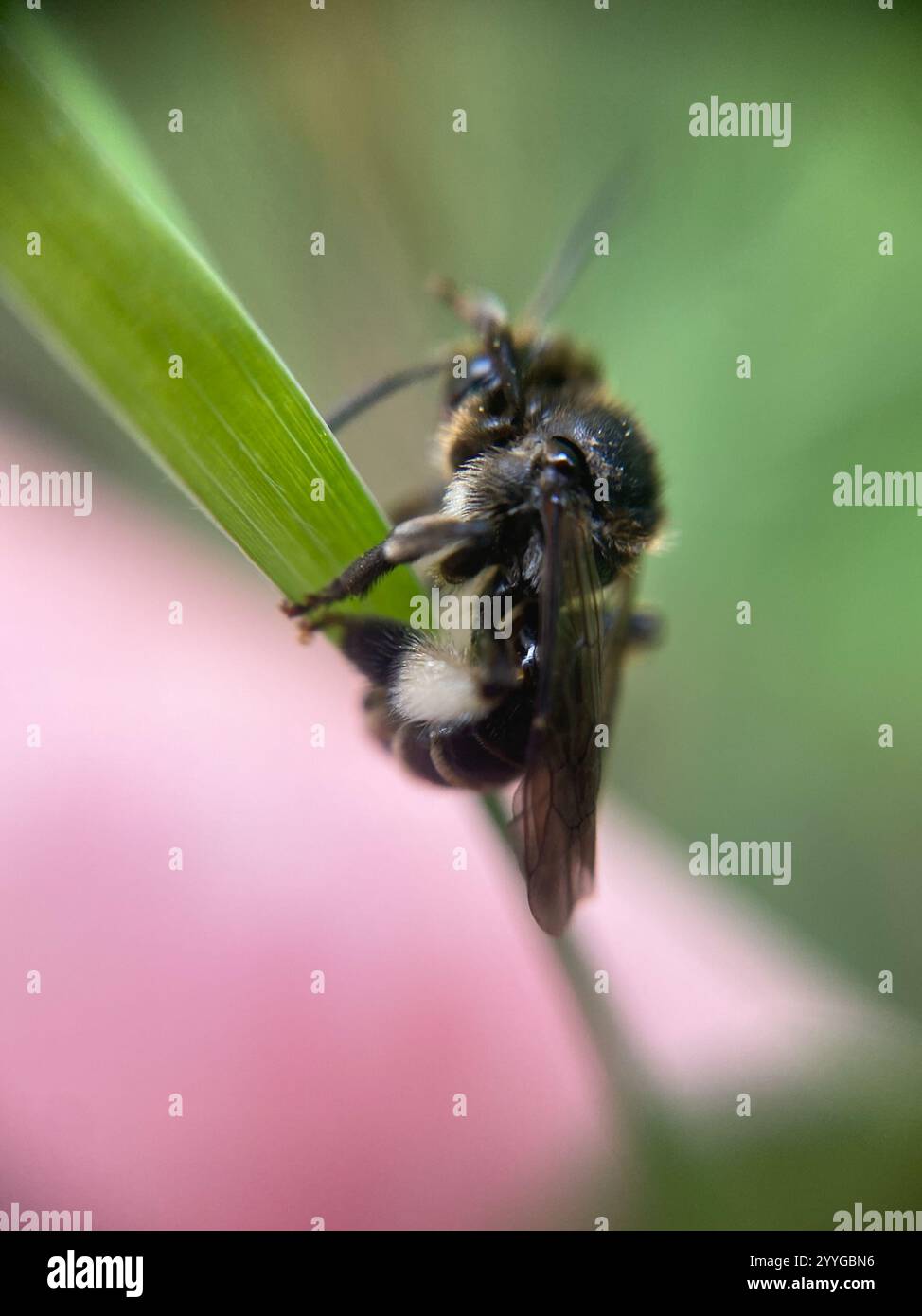 European Yellow Loosestrife Bee (Macropis europaea Stock Photo - Alamy