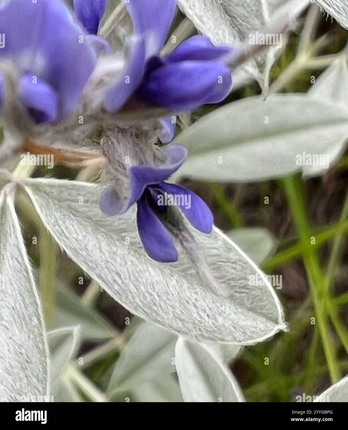 silvery scurfpea (Pediomelum argophyllum Stock Photo - Alamy