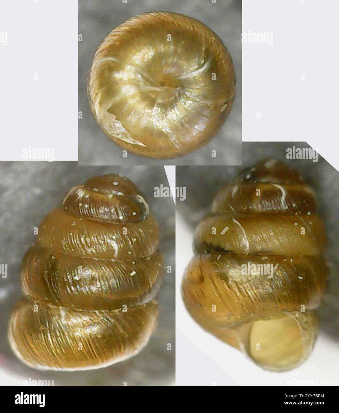 Columella hi-res stock photography and images - Alamy