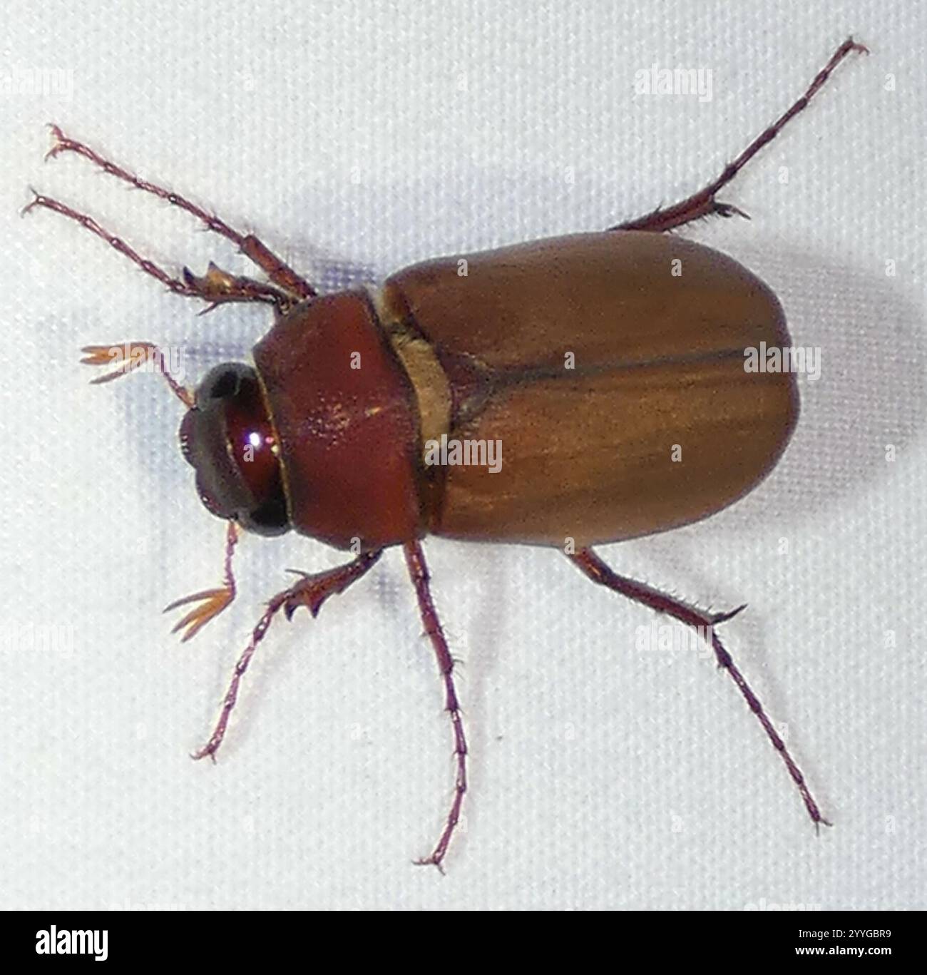 May Beetles (Phyllophaga Stock Photo - Alamy