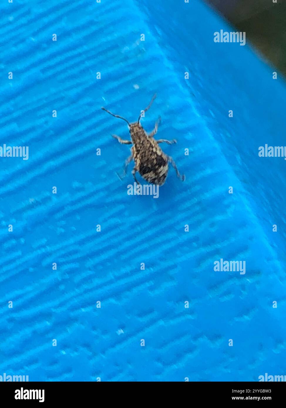 Peach Root Weevil (Pseudoedophrys hilleri Stock Photo - Alamy