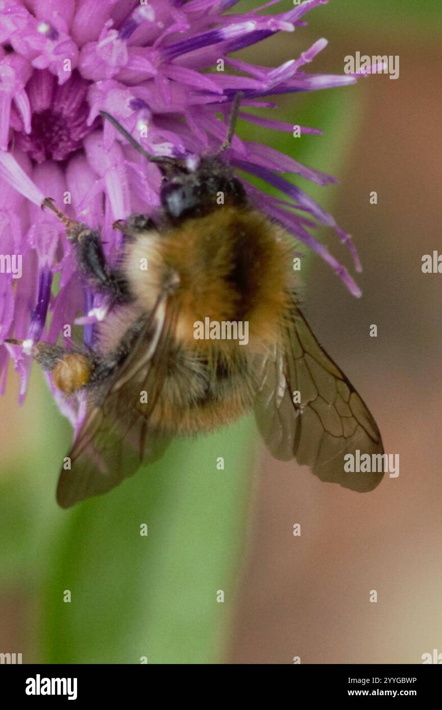 Common Carder Bumble Bee (Bombus pascuorum Stock Photo - Alamy