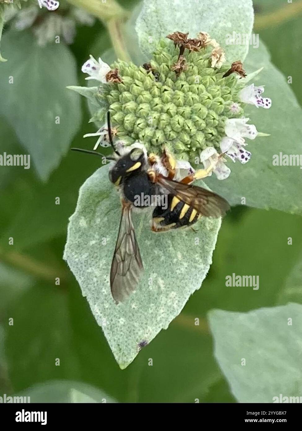 Oblong Woolcarder Bee (Anthidium oblongatum Stock Photo - Alamy