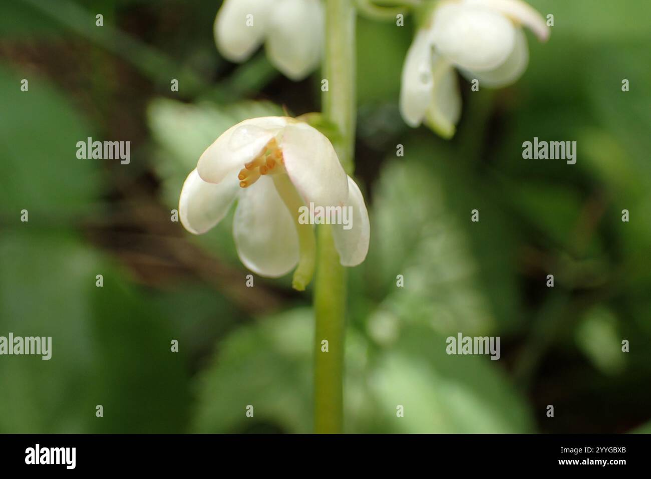 shinleaf (Pyrola elliptica Stock Photo - Alamy