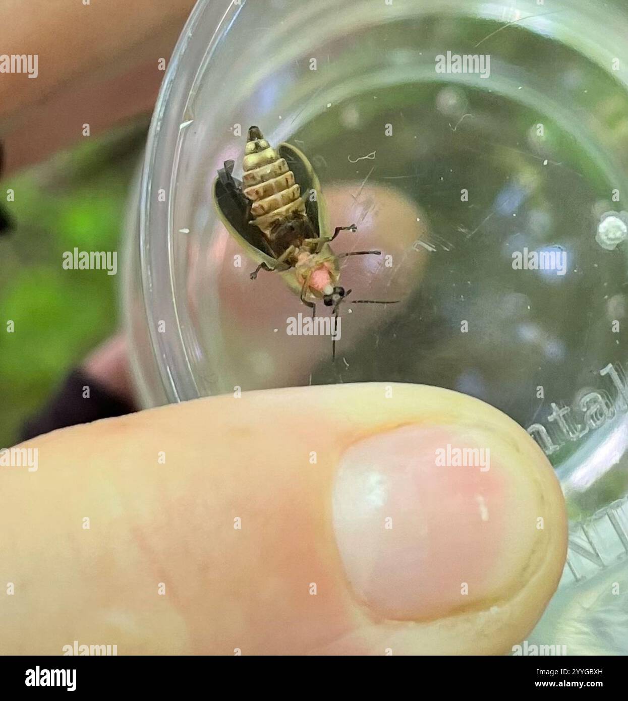 Say's Firefly (Pyractomena angulata Stock Photo - Alamy