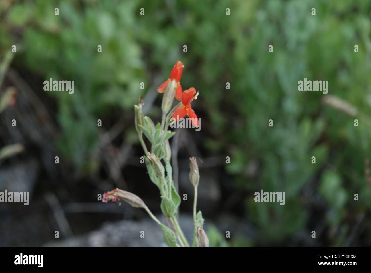 scarlet monkeyflower (Erythranthe cardinalis Stock Photo - Alamy