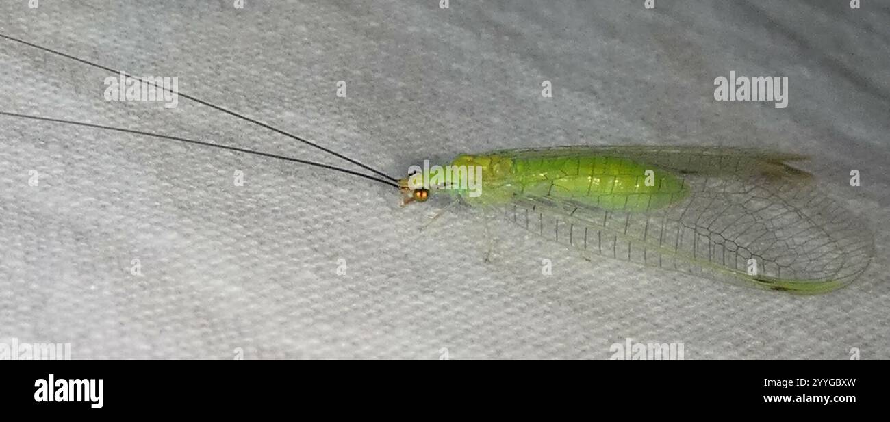 Leucochrysa hi-res stock photography and images - Alamy