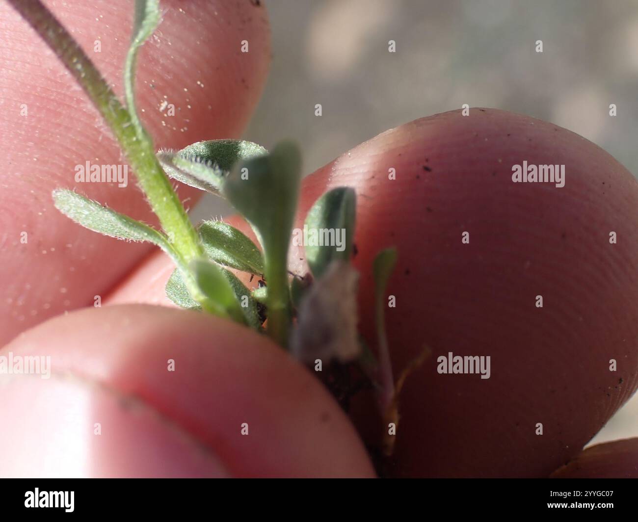 Alpine Yellow Fleabane (Erigeron aureus Stock Photo - Alamy