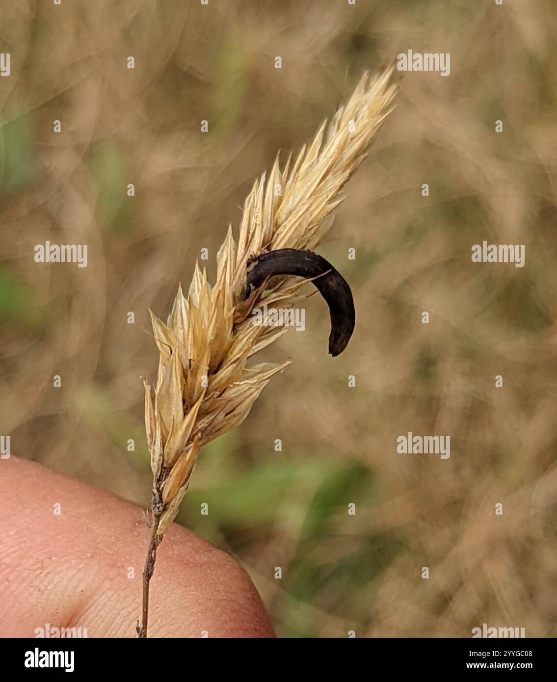 Rye Ergot (Claviceps purpurea Stock Photo - Alamy
