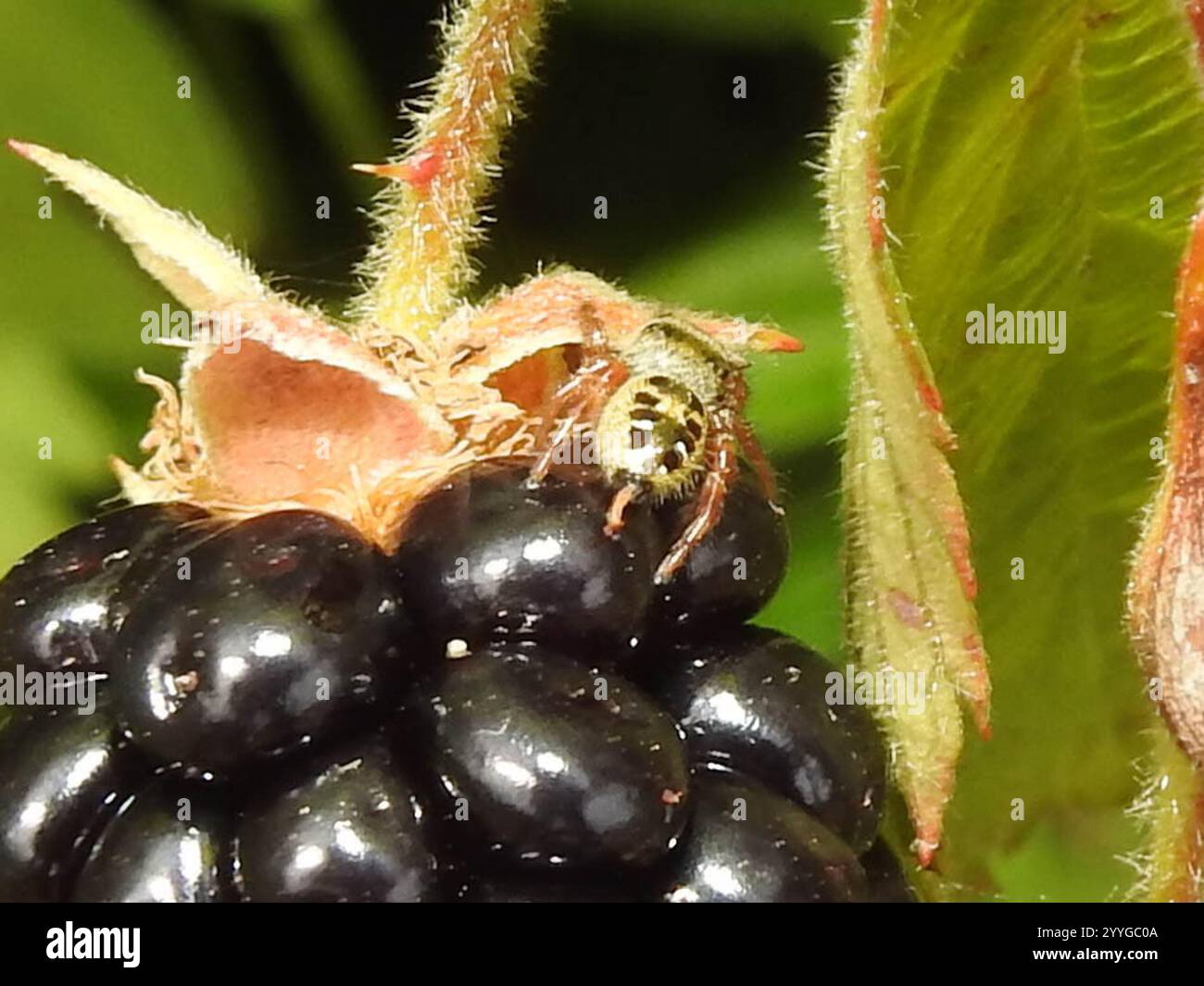 Golden Jumping Spider (Paraphidippus aurantius Stock Photo - Alamy