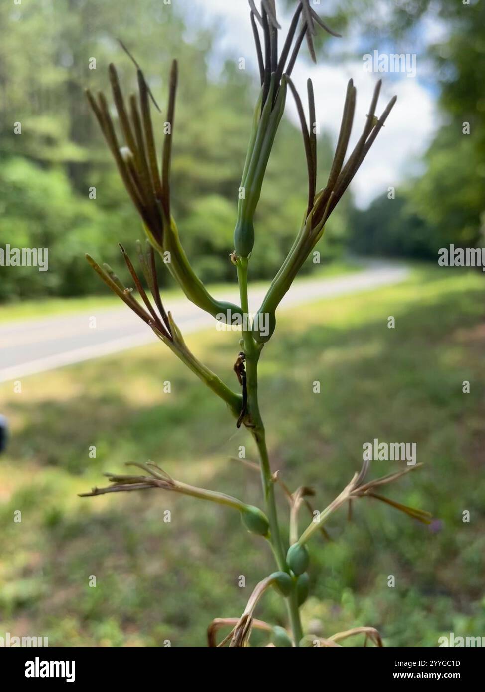 Eastern False Aloe (Manfreda virginica Stock Photo - Alamy