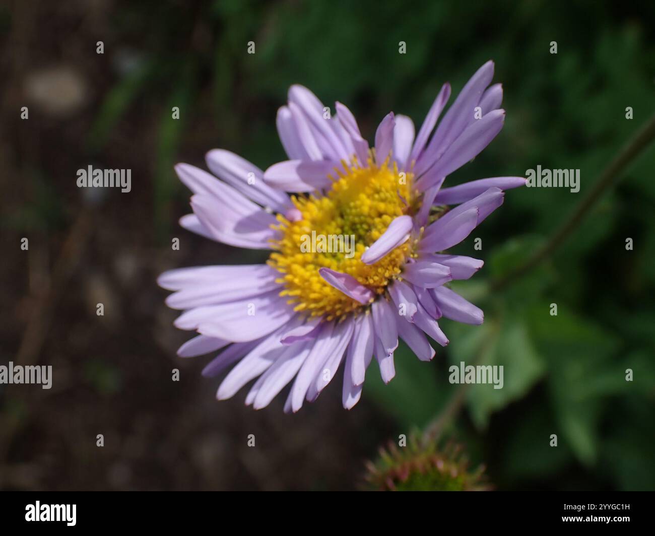 Subalpine Fleabane (Erigeron glacialis Stock Photo - Alamy