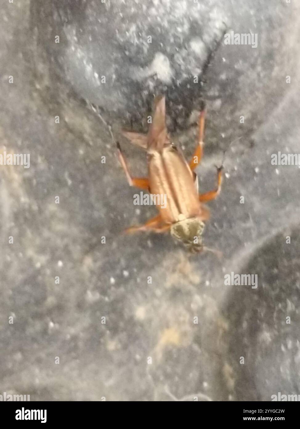 American Rose Chafers (Macrodactylus Stock Photo - Alamy