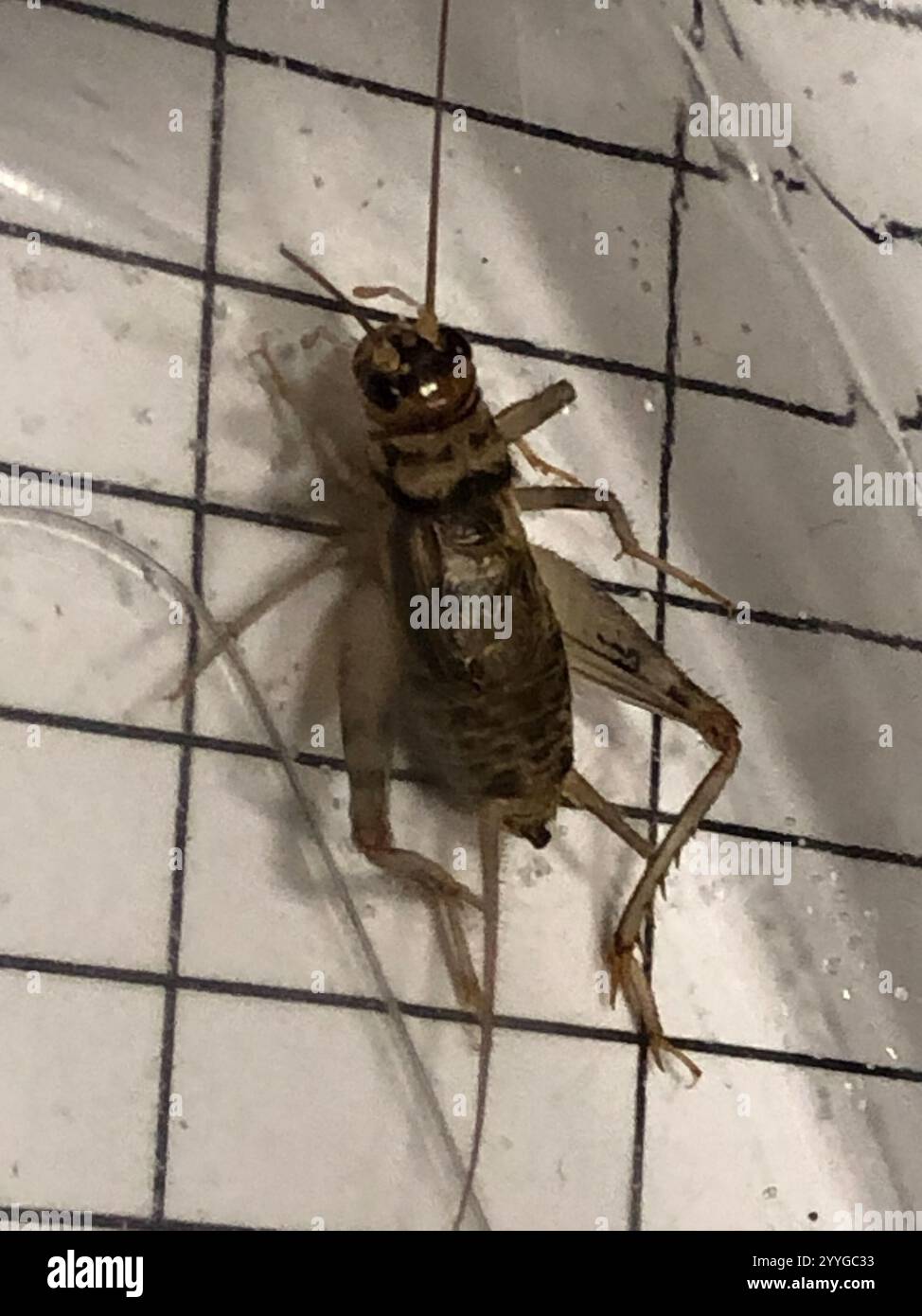 Tropical house cricket hi-res stock photography and images - Alamy
