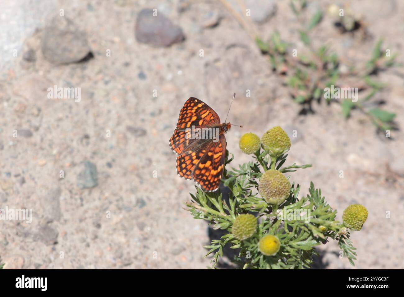Northern Checkerspot (Chlosyne palla Stock Photo - Alamy