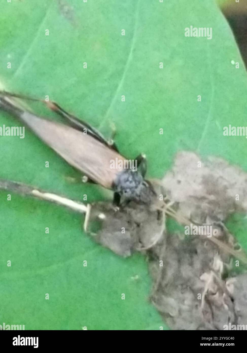 True Crickets and Allies (Grylloidea Stock Photo - Alamy