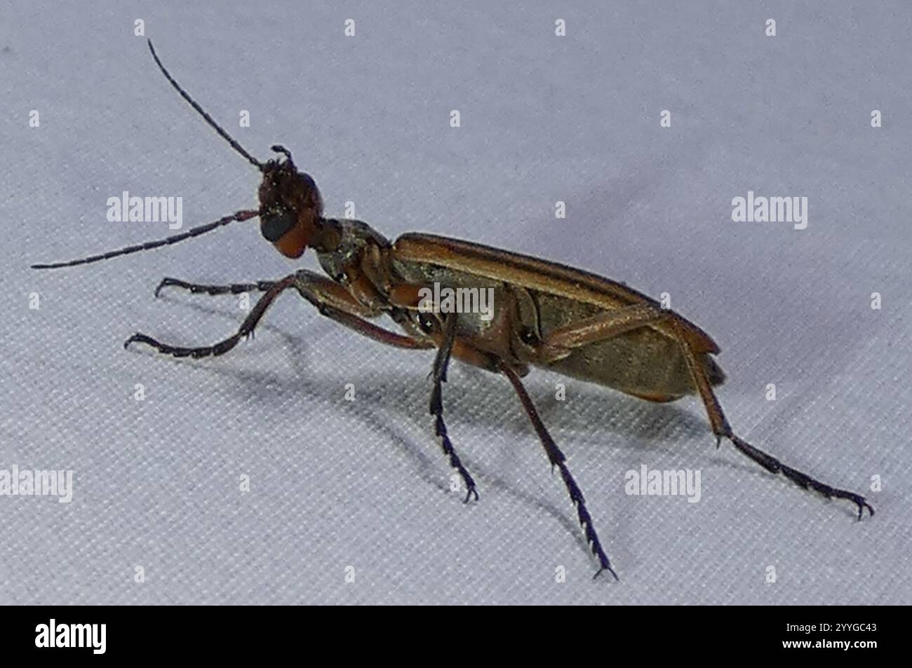 Striped Blister Beetle (Epicauta vittata Stock Photo - Alamy