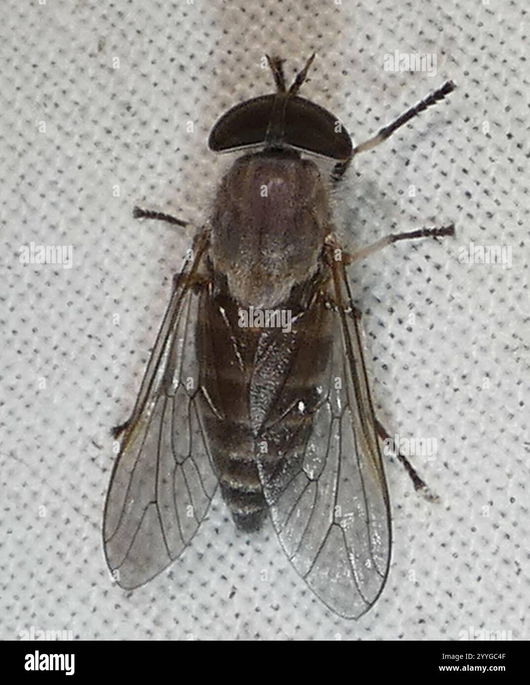 True Horse Flies (Tabanus Stock Photo - Alamy
