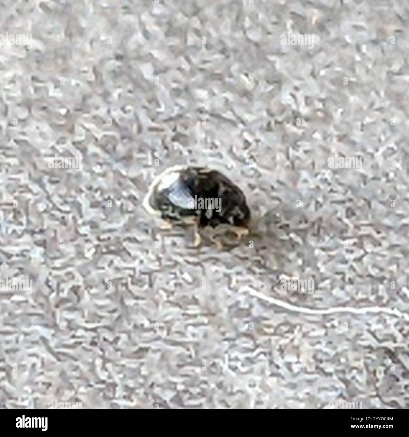 Stethorus hi-res stock photography and images - Alamy