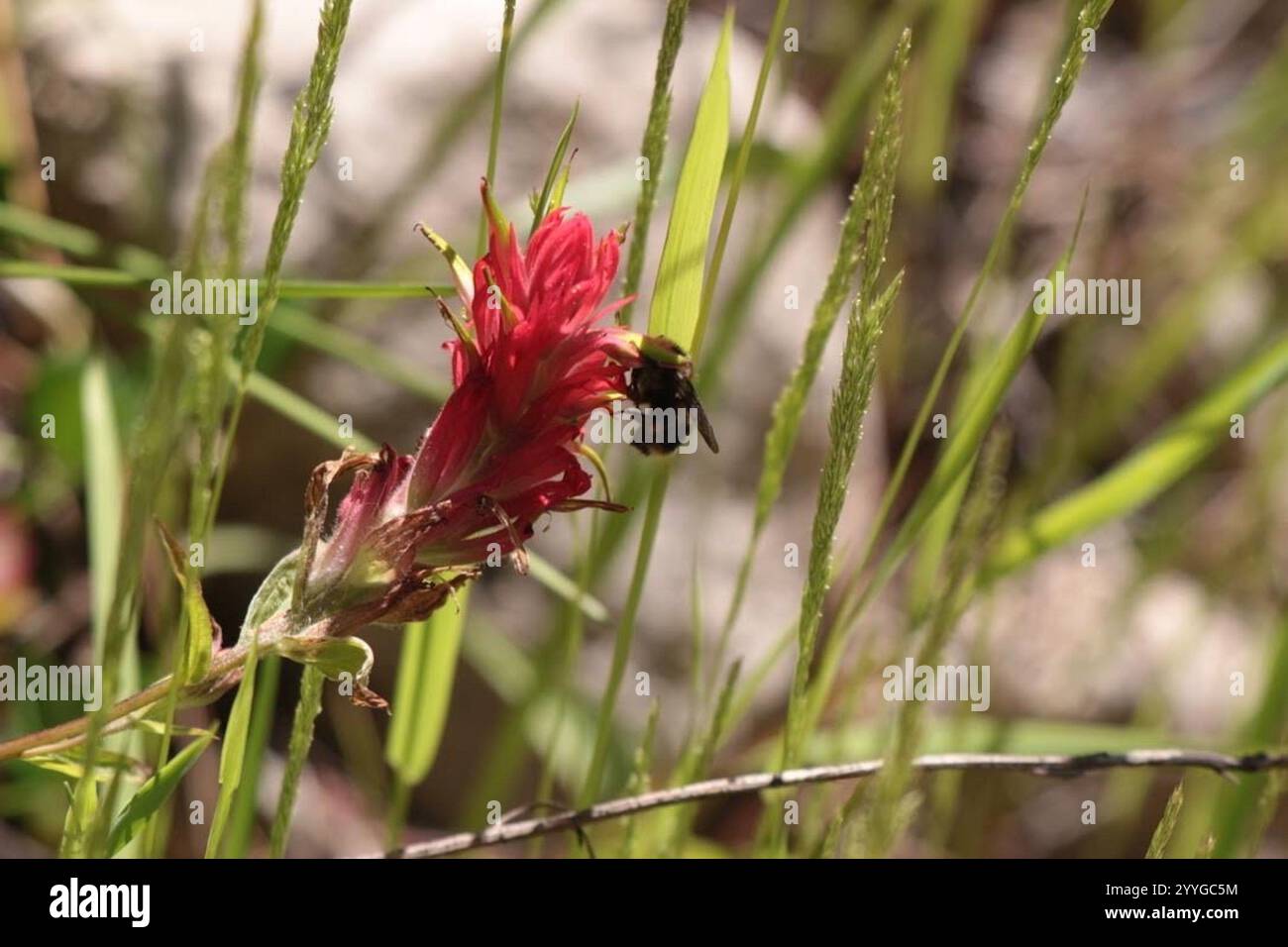 Fervidus fervidus hi-res stock photography and images - Alamy