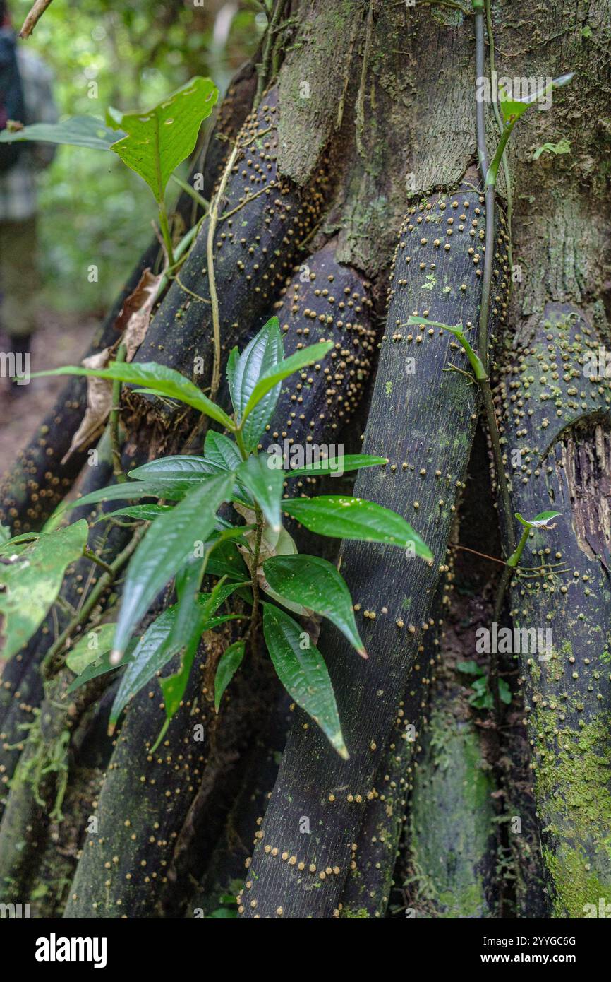Tambopata, Peru - 28 Nov, 2024: Thorny sandbox tree, Tambopata Reserve ...