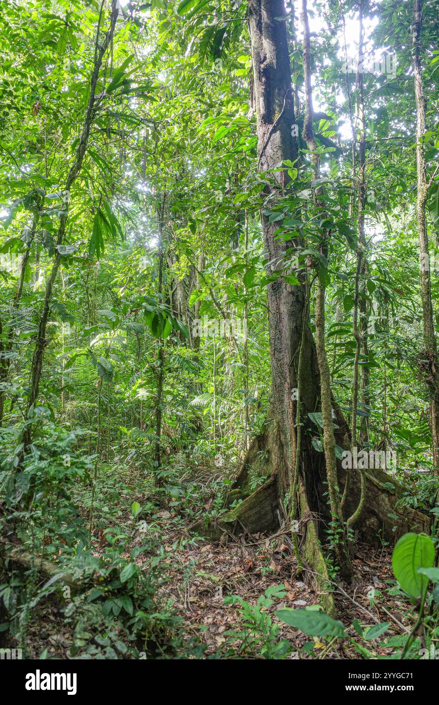 Tambopata, Peru - 27 Nov, 2024: Jungle vines, roots and trees in the ...