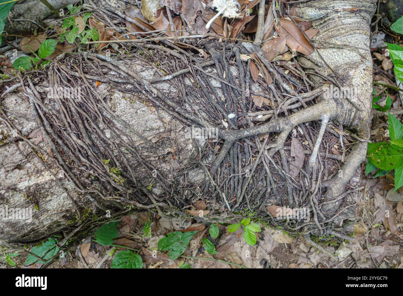 Tambopata, Peru - 27 Nov, 2024: Jungle vines, roots and trees in the ...
