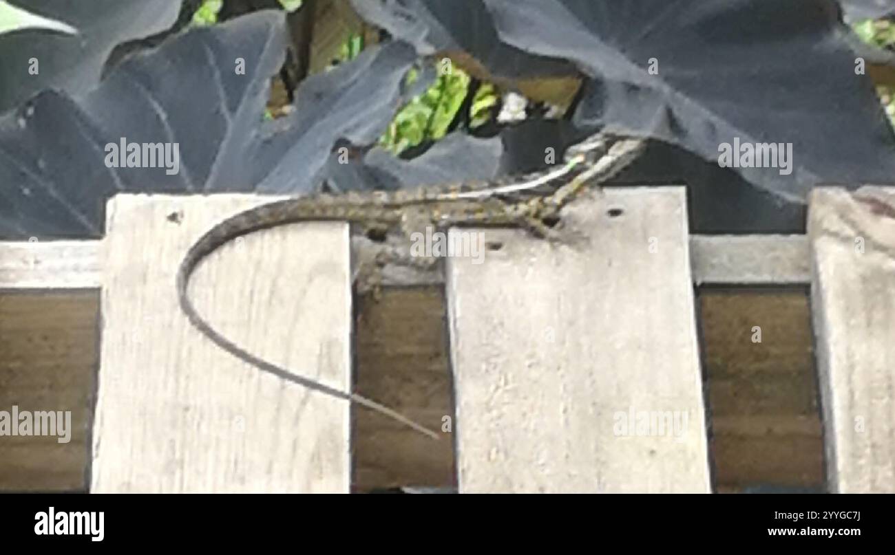 Common Basilisk (Basiliscus basiliscus Stock Photo - Alamy