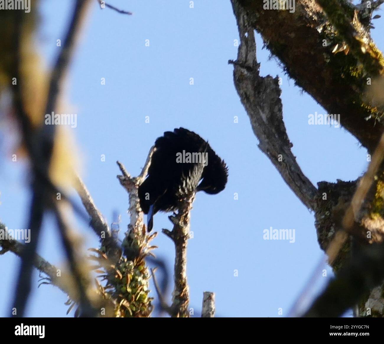 Paradise Riflebird (Ptiloris paradiseus Stock Photo - Alamy