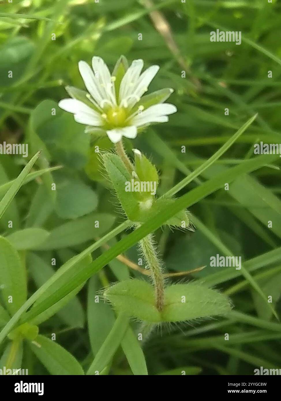 Common mouse-ear chickweed (Cerastium fontanum Stock Photo - Alamy
